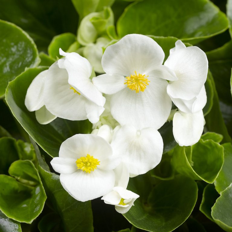 Begonia semperflorens white - Pearson's Nursery and Tearoom