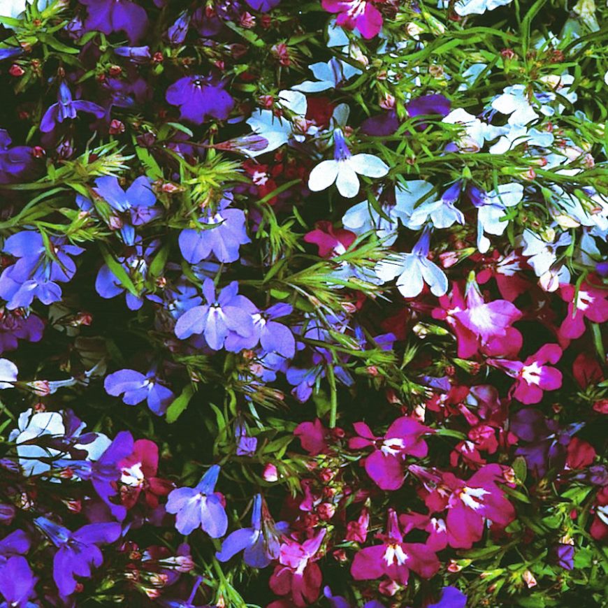 Lobelia Trailing Mixed Multiple Pack Sizes Available Pearsons Nursery And Tearoom