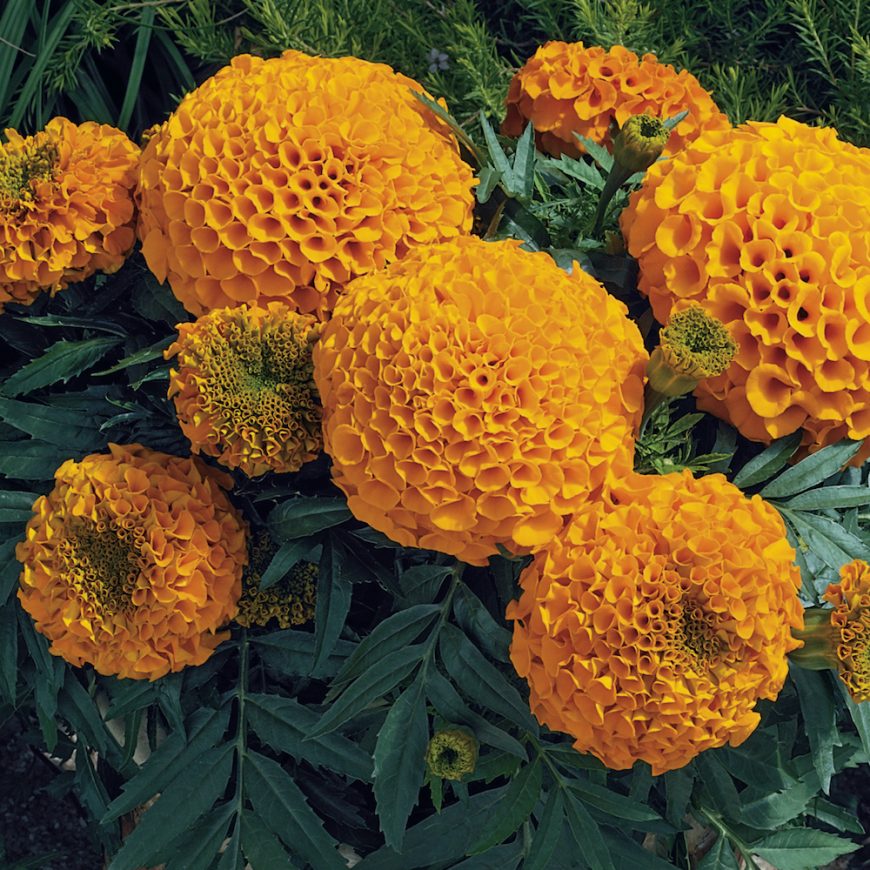 African marigold orange - Pearson's Nursery and Tearoom