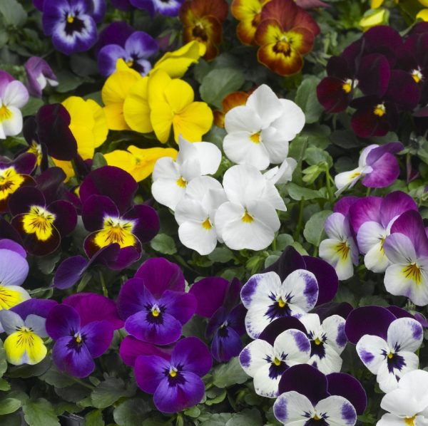 Viola (mixed) (multiple pack sizes available) - Pearson's Nursery and ...